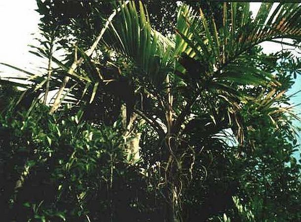 Ravenea nana - Palmpedia - Palm Grower's Guide