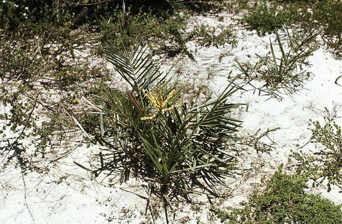 Syagrus microphylla - Palmpedia - Palm Grower's Guide