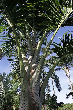Metroxylon salomonense - Palmpedia - Palm Grower's Guide
