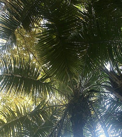 Astrocaryum murumuru - Palmpedia - Palm Grower's Guide