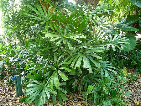 Licuala longipes - Palmpedia - Palm Grower's Guide