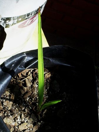 Trachycarpus latisectus - Palmpedia - Palm Grower's Guide