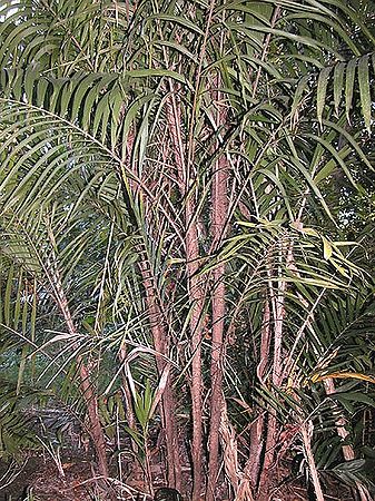 Bactris major - Palmpedia - Palm Grower's Guide