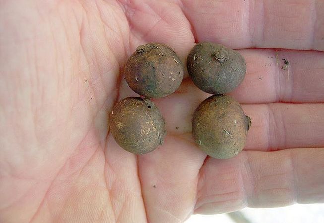 Brahea edulis - Palmpedia - Palm Grower's Guide