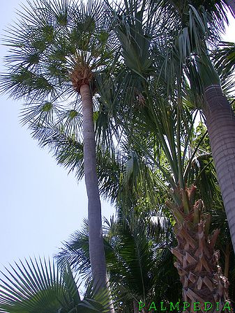 Copernicia alba - Palmpedia - Palm Grower's Guide