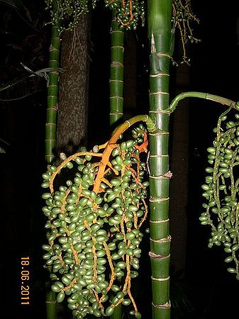 Chamaedorea tepejilote - Palmpedia - Palm Grower's Guide