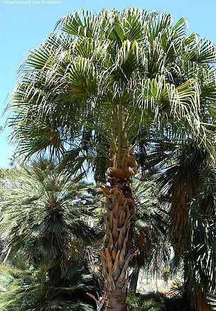 Livistona nitida - Palmpedia - Palm Grower's Guide