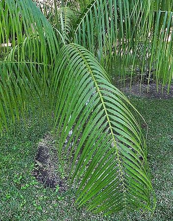 Chrysalidocarpus onilahensis - Palmpedia - Palm Grower's Guide