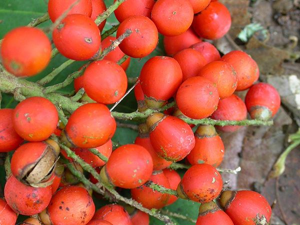 Bactris gracilior - Palmpedia - Palm Grower's Guide