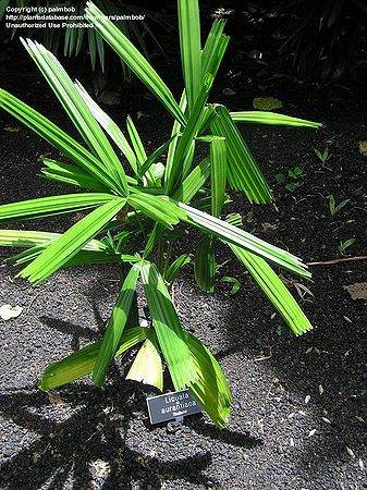 Licuala paludosa - Palmpedia - Palm Grower's Guide