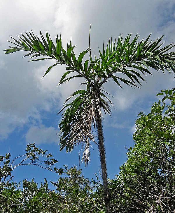 Bactris ferruginea - Palmpedia - Palm Grower's Guide