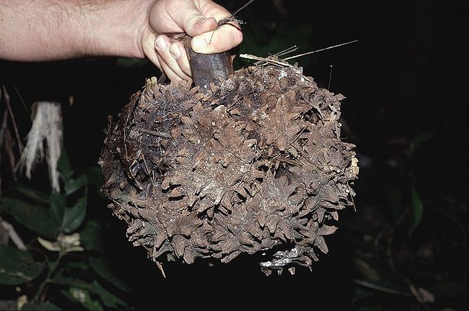 Phytelephas macrocarpa - Palmpedia - Palm Grower's Guide