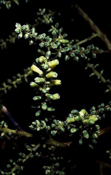 Rhapis humilis - Palmpedia - Palm Grower's Guide