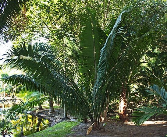 Attalea humilis - Palmpedia - Palm Grower's Guide
