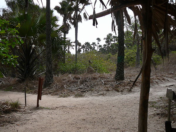 Borassus aethiopum - Palmpedia - Palm Grower's Guide