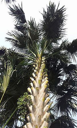 Corypha lecomtei - Palmpedia - Palm Grower's Guide