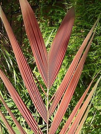 Geonoma undata - Palmpedia - Palm Grower's Guide