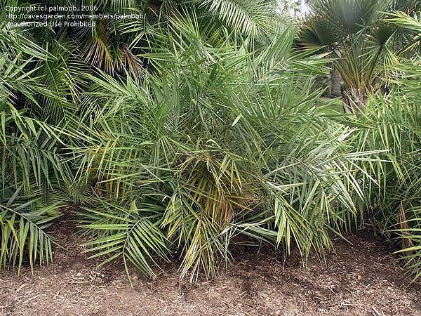 Phoenix paludosa - Palmpedia - Palm Grower's Guide