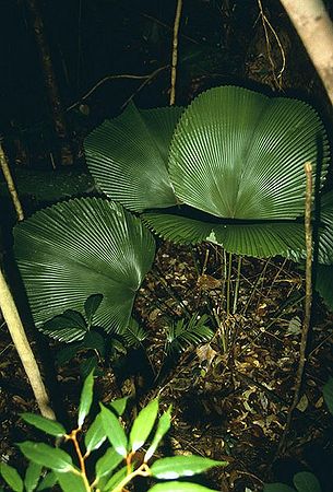 Licuala orbicularis - Palmpedia - Palm Grower's Guide