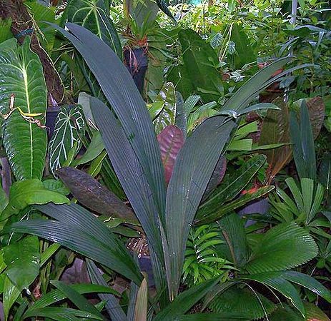 Bactris militaris - Palmpedia - Palm Grower's Guide