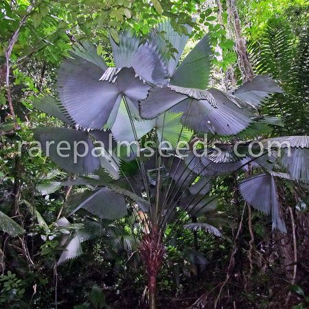 Sabinaria magnifica - Palmpedia - Palm Grower's Guide