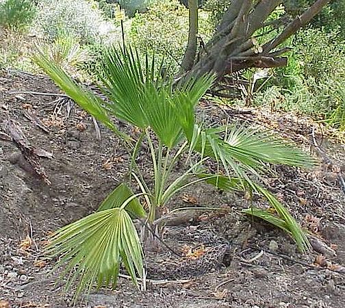 Brahea dulcis - Palmpedia - Palm Grower's Guide