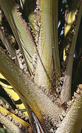 Hyphaene thebaica - Palmpedia - Palm Grower's Guide