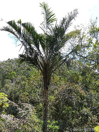 Ravenea madagascariensis - Palmpedia - Palm Grower's Guide