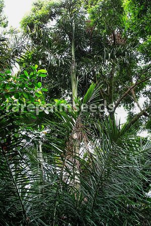 Arenga obtusifolia - Palmpedia - Palm Grower's Guide