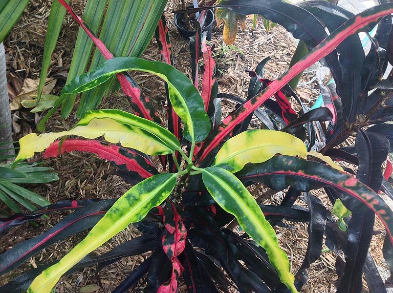 CHALLENGER - Palmpedia - Palm Grower's Guide