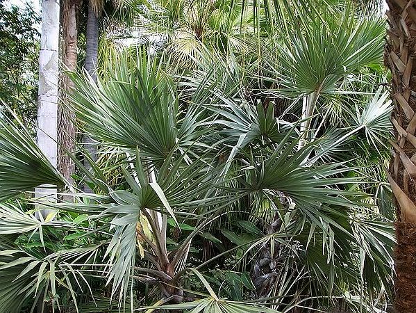 Hyphaene dichotoma - Palmpedia - Palm Grower's Guide