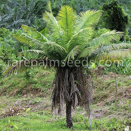 Phytelephas tumacana - Palmpedia - Palm Grower's Guide