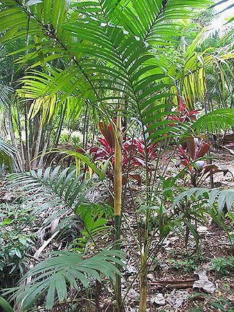 Pinanga adangensis - Palmpedia - Palm Grower's Guide