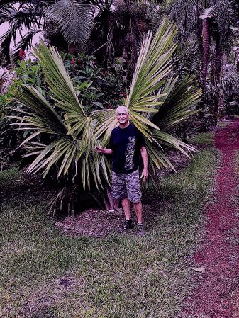Tahina spectabilis - Palmpedia - Palm Grower's Guide