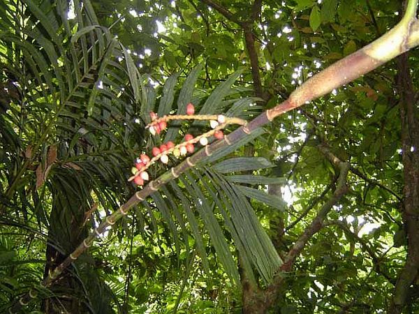 Pinanga badia - Palmpedia - Palm Grower's Guide