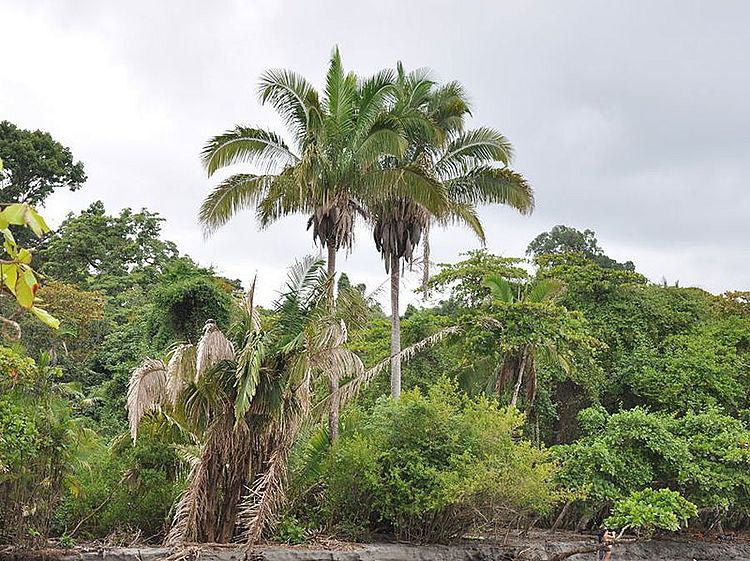 Attalea rostrata - Palmpedia - Palm Grower's Guide