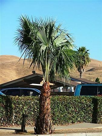 Brahea brandegeei - Palmpedia - Palm Grower's Guide