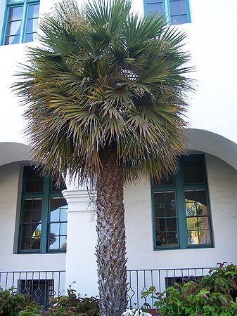 Brahea brandegeei - Palmpedia - Palm Grower's Guide