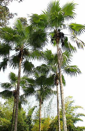 Coccothrinax barbadensis - Palmpedia - Palm Grower's Guide