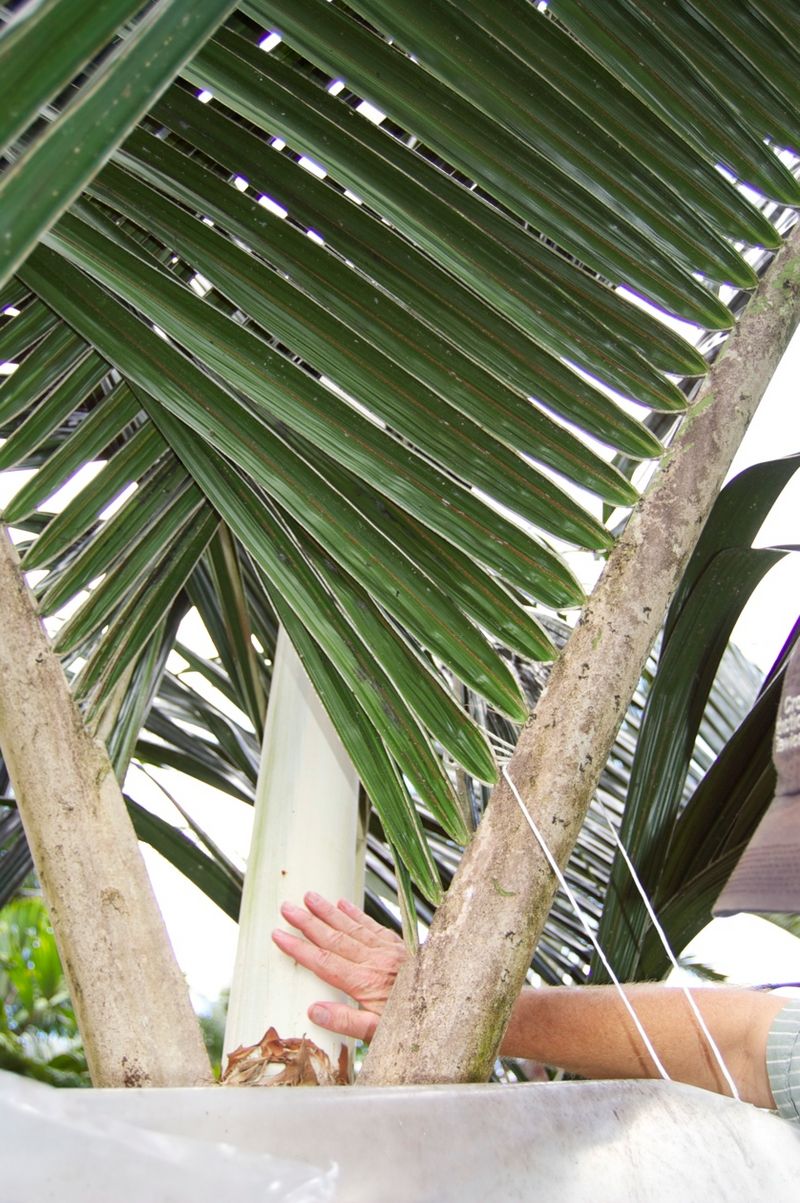 Dypsis leucomalla - Palmpedia - Palm Grower's Guide