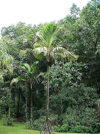 Verschaffeltia splendida - Palmpedia - Palm Grower's Guide