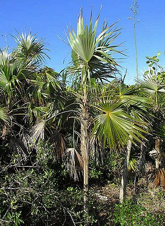 Coccothrinax readii - Palmpedia - Palm Grower's Guide