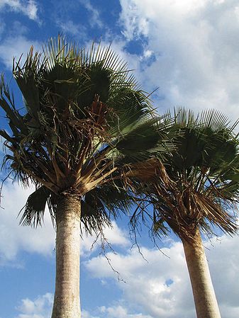 Copernicia gigas - Palmpedia - Palm Grower's Guide