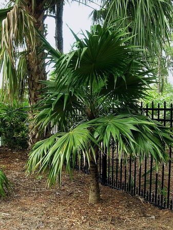 Thrinax excelsa - Palmpedia - Palm Grower's Guide