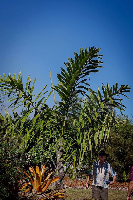 Wallichia disticha - Palmpedia - Palm Grower's Guide