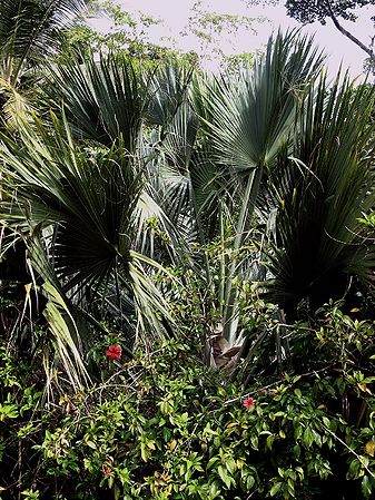 Sabal domingensis - Palmpedia - Palm Grower's Guide