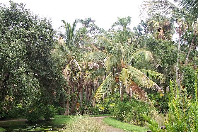 Cocos nucifera 'Maypan' - Palmpedia - Palm Grower's Guide