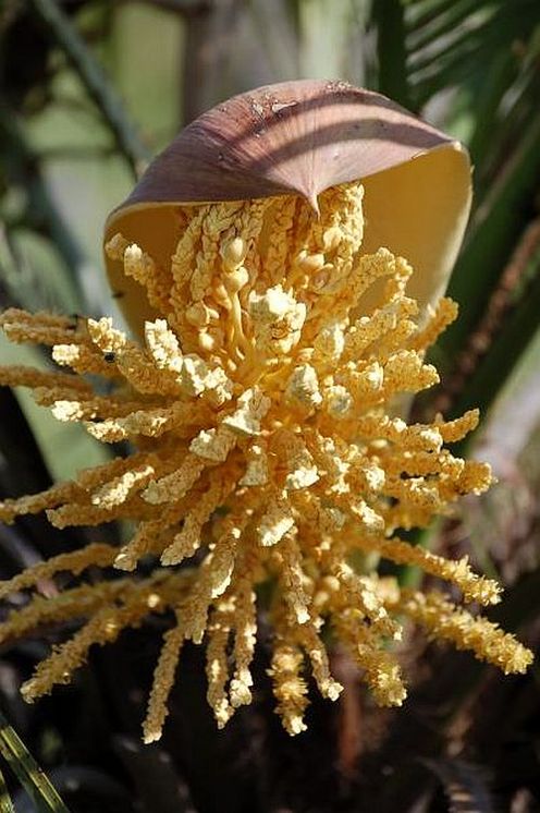 Butia paraguayensis - Palmpedia - Palm Grower's Guide