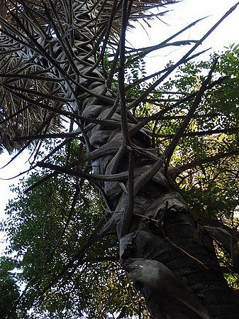 Hyphaene dichotoma - Palmpedia - Palm Grower's Guide