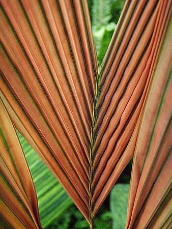 Pinanga maculata - Palmpedia - Palm Grower's Guide